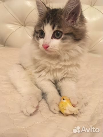Подарю очаровательных котят