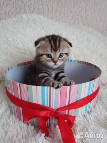 Шотландские вислоухие полосатики