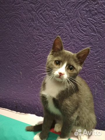 Твой ласковый и нежный зверь