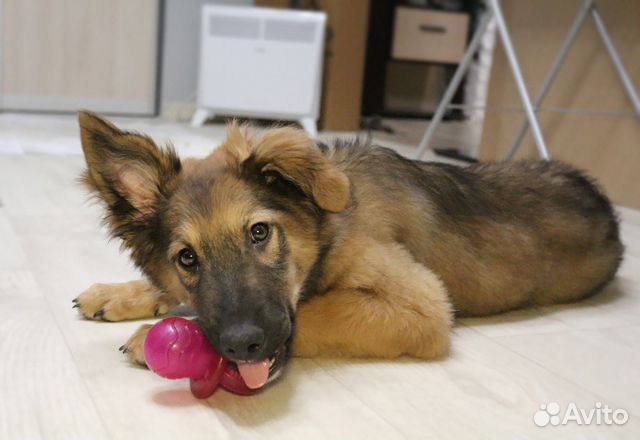 Щенок в добрые руки / малыш Балу