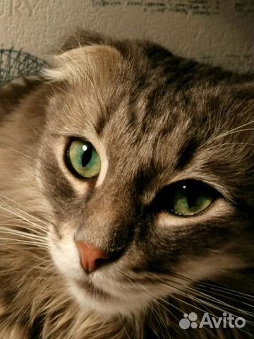 Вислоушка молодой котик