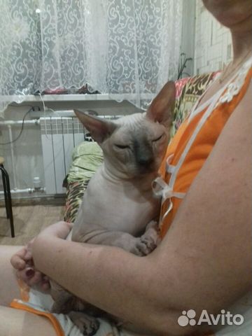 Канадский сфинкс