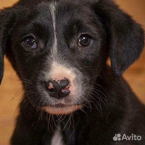 В добрые руки