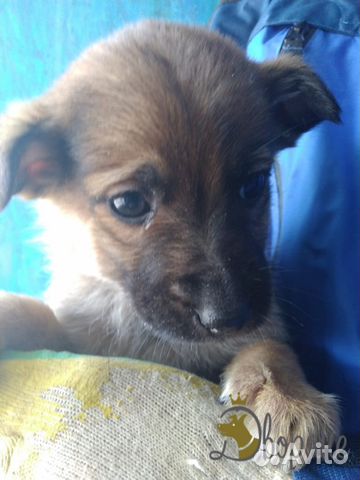 Умница и красавица Линда