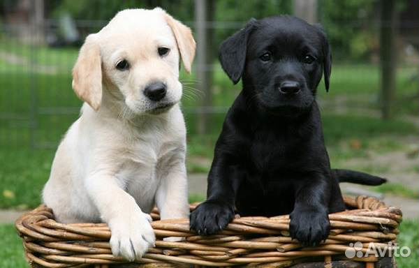 Лабрадор