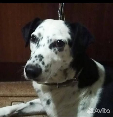 Ищем хозяевов для прекрасной собаки