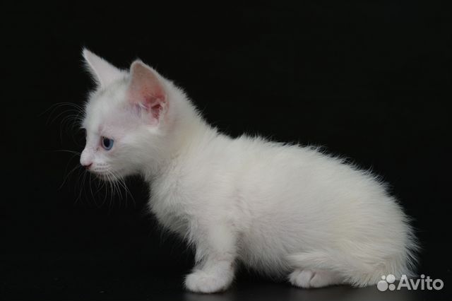 Ласковая девочка манчкин