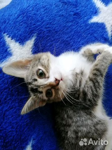Котёночек в добрые ручки