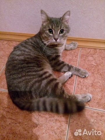 Милашка Сёма, 11 месяцев, окрас табби