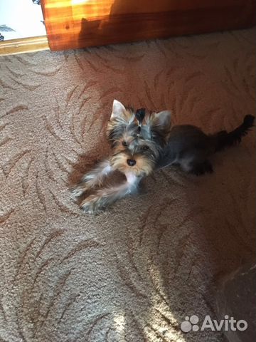 Йоркширский терьер