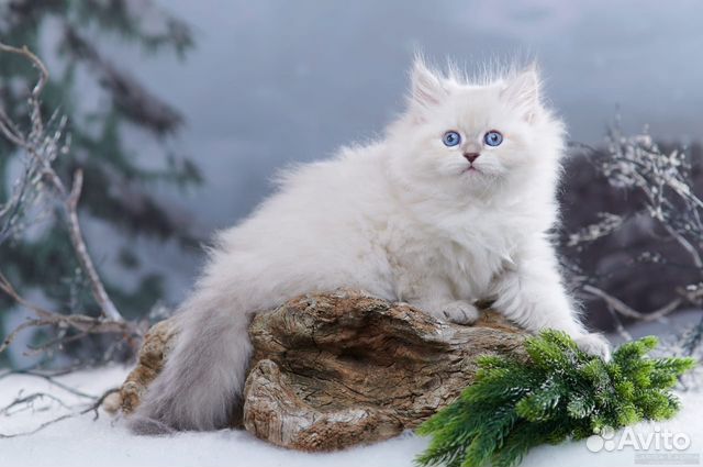 Невские маскарадные котята