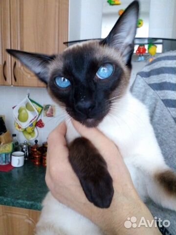 Кошка ориентальная