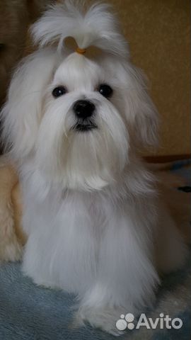 Алисия.Эмили и Персей щенки мальтезе