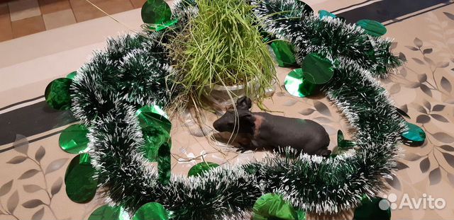 Скинни Очаровательный символ года