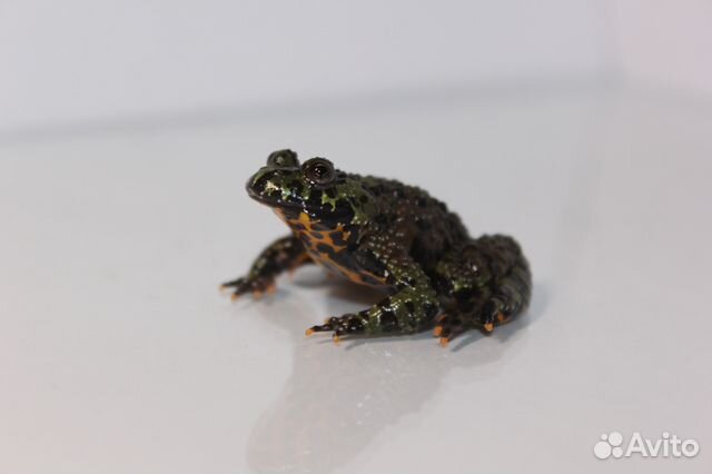 Дальневосточные Жерлянки Bombina Orientalis