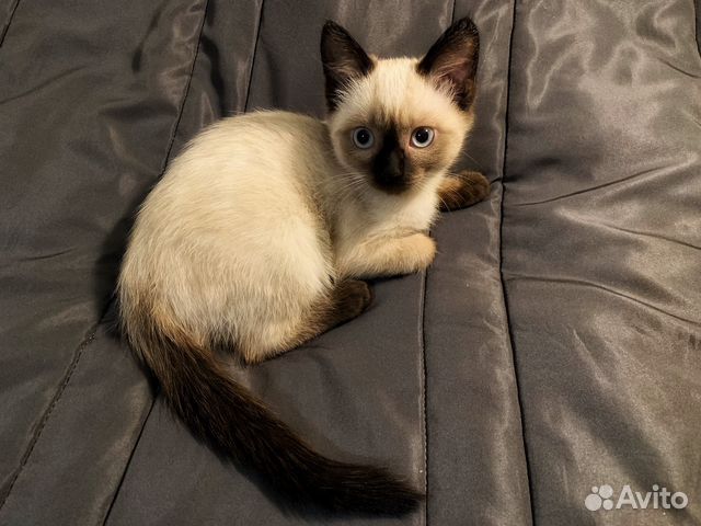 Сиамская кошечка ищет дом
