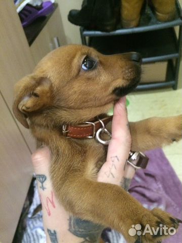 В хорошие руки помесь такса пинчер