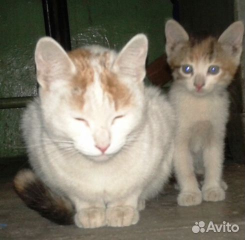 Котята "Черепашки"