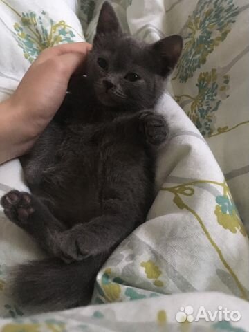 Котёнок шотландская порода