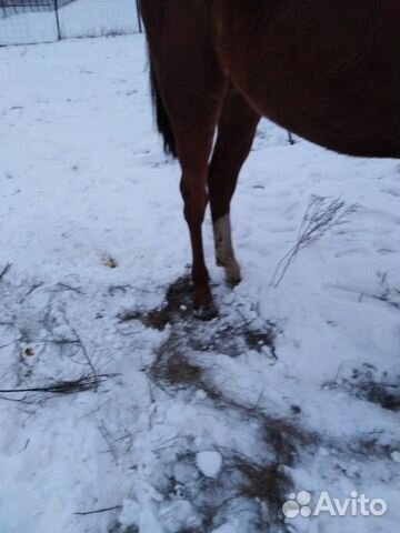 Жеребец производитель ч /в и жеребята