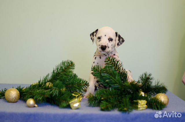 Щенки далматина с документами РКФ