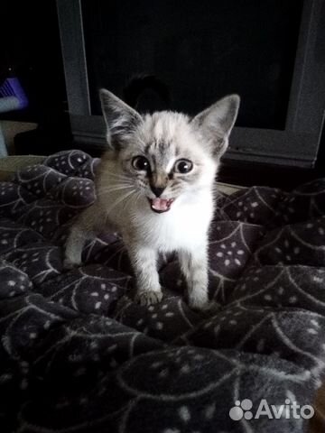 Отдам коятт в добрые руки