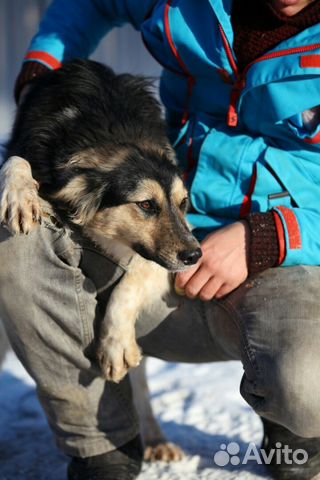 Отдам в добрые руки