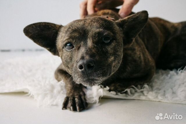 Мальчик Элвис