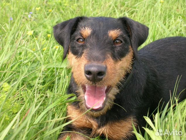 Пропала собака. Ягдтерьер