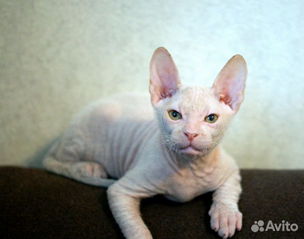 Котята-дончата