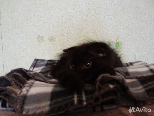 Вислоухая пушистая черная кошечка