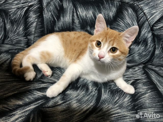Котёнок