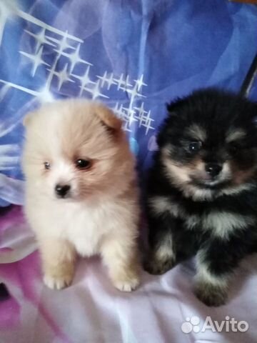 Щенки померанского цвергшпица