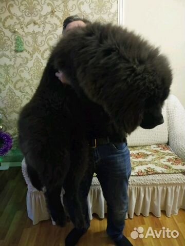 Подрощенный охранник
