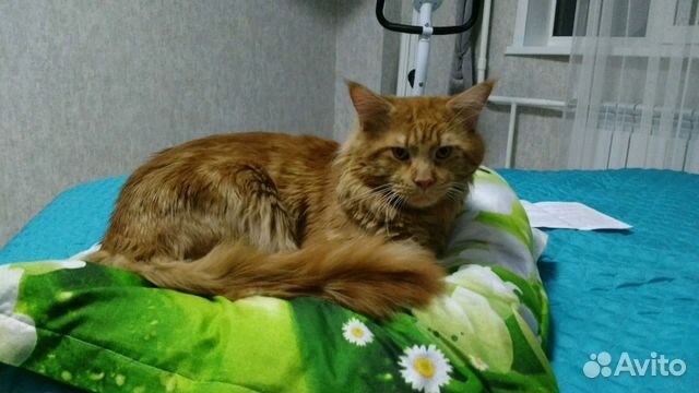 Кот на вязку. Мэйнкун, 2 года. Чистокровный, без д