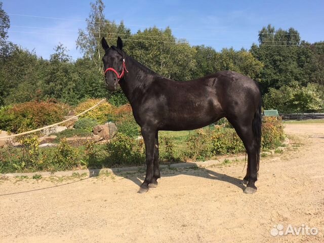 Продаётся Райд пони от немецкого производителя