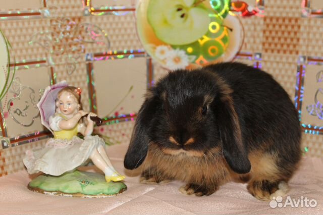 Декоративный кролик