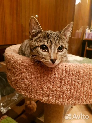 Котенок мальчик Мишка 5 мес кастрат