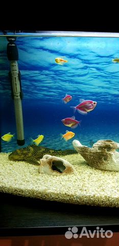 Рыбки Тернеция Карамельки (6шт)