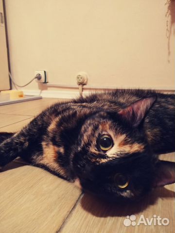 Кошечка в дар