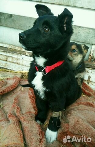 Щенок девочка стерлизованная