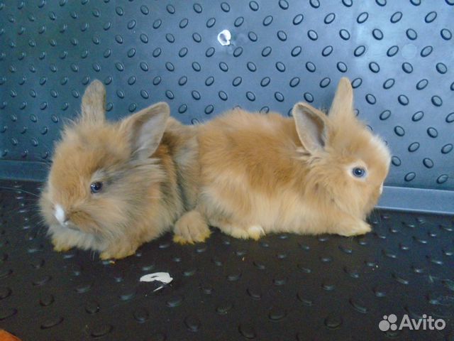 Карликовый