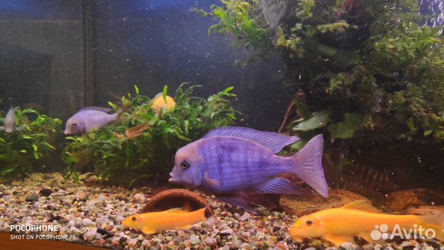 Цихлиды - малавийцы, гиринохейлусы