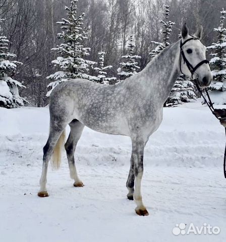 Орловский рысак, сани