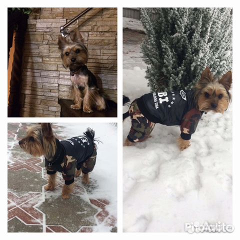 Красавец Йорк ищет даму сердца