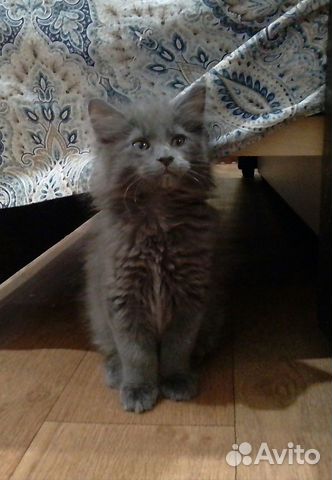 Котята мейн-куны