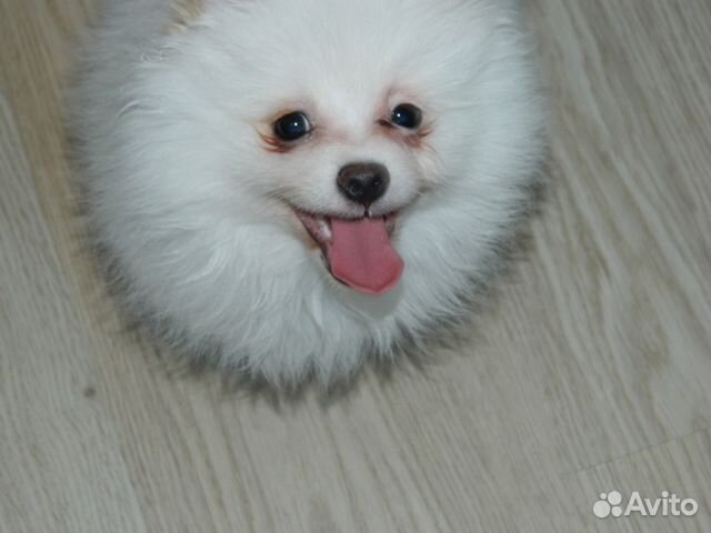 Девочка малый немецкий шпиц