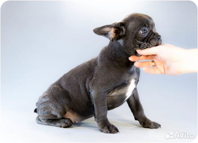 Голубая девочка френч