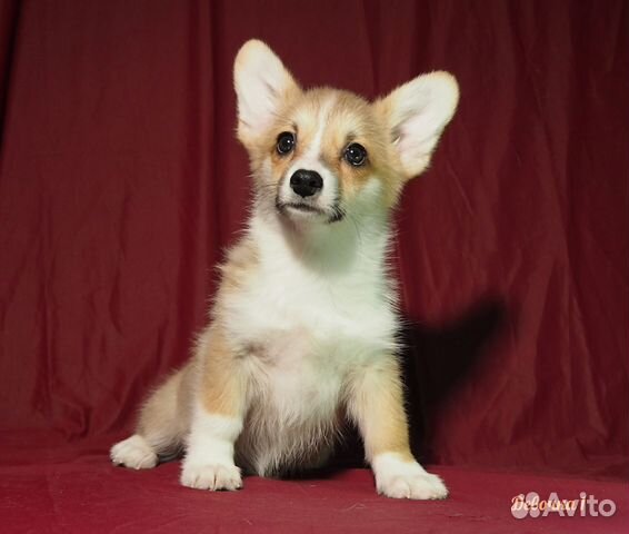 Королевские Корги Пемброк Девочки. РКФ