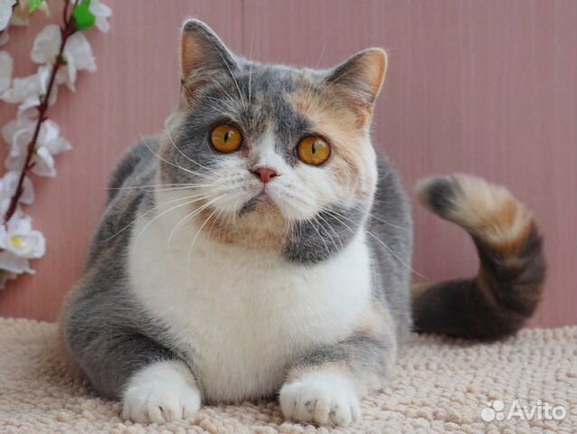 Голубо-кремовая биколорочка